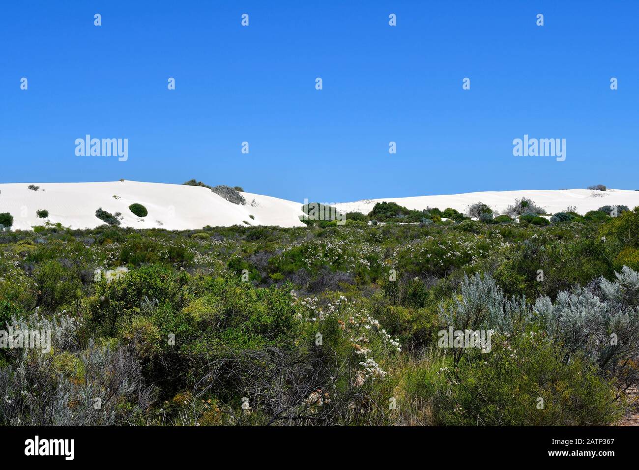 Australia, WA, sand dunes and vegetation along Indian Ocean Stock Photo ...