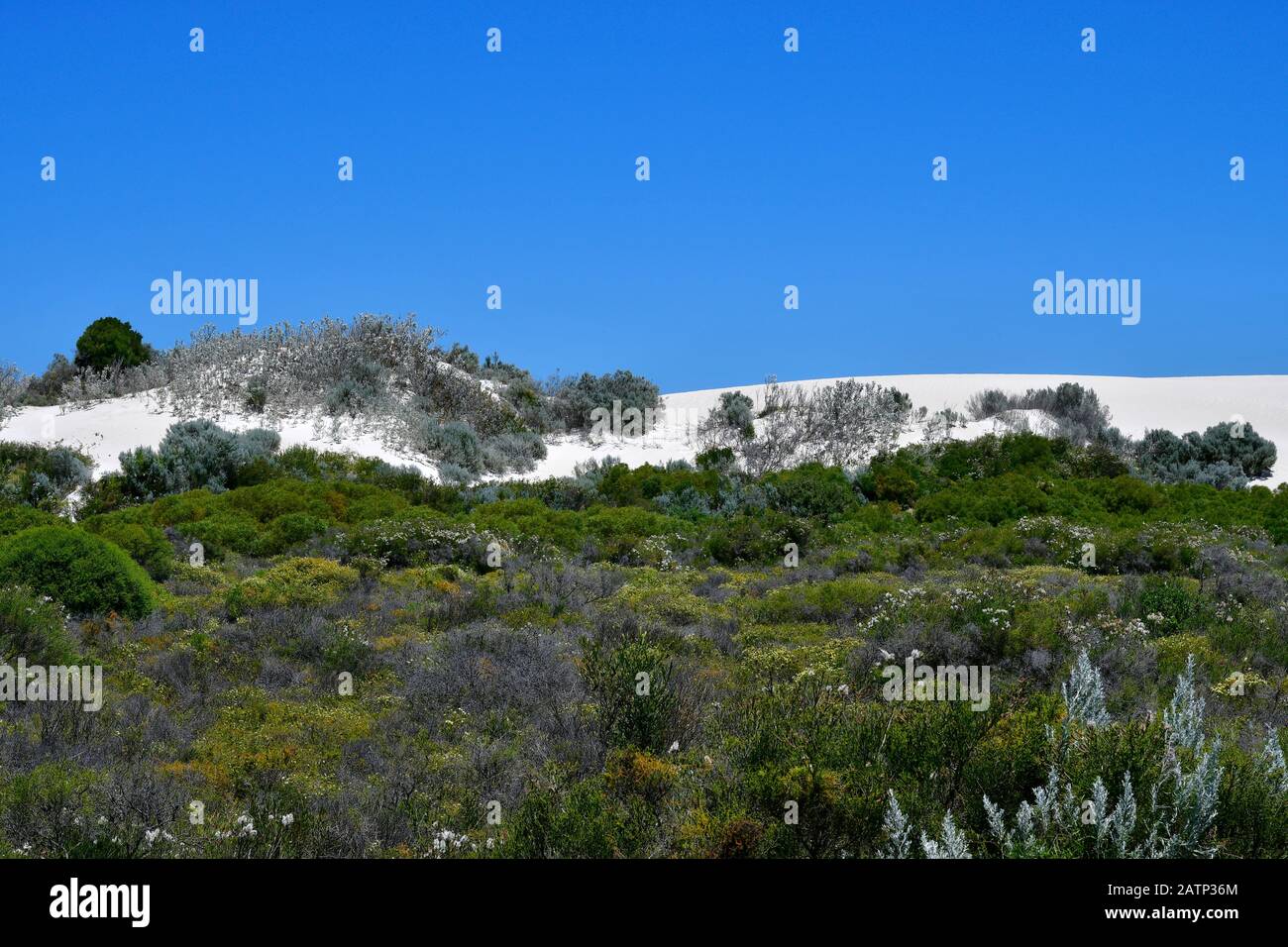 Australia, WA, sand dunes and vegetation along Indian Ocean Stock Photo ...