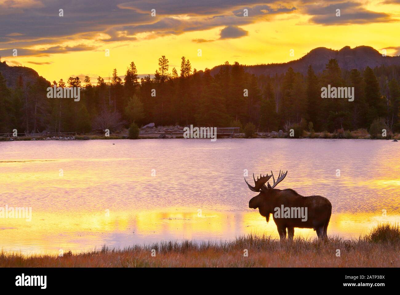 Bull Moose, Sunrise, Sprague Lake, Sprague Lake Trail, Rocky Mountain ...