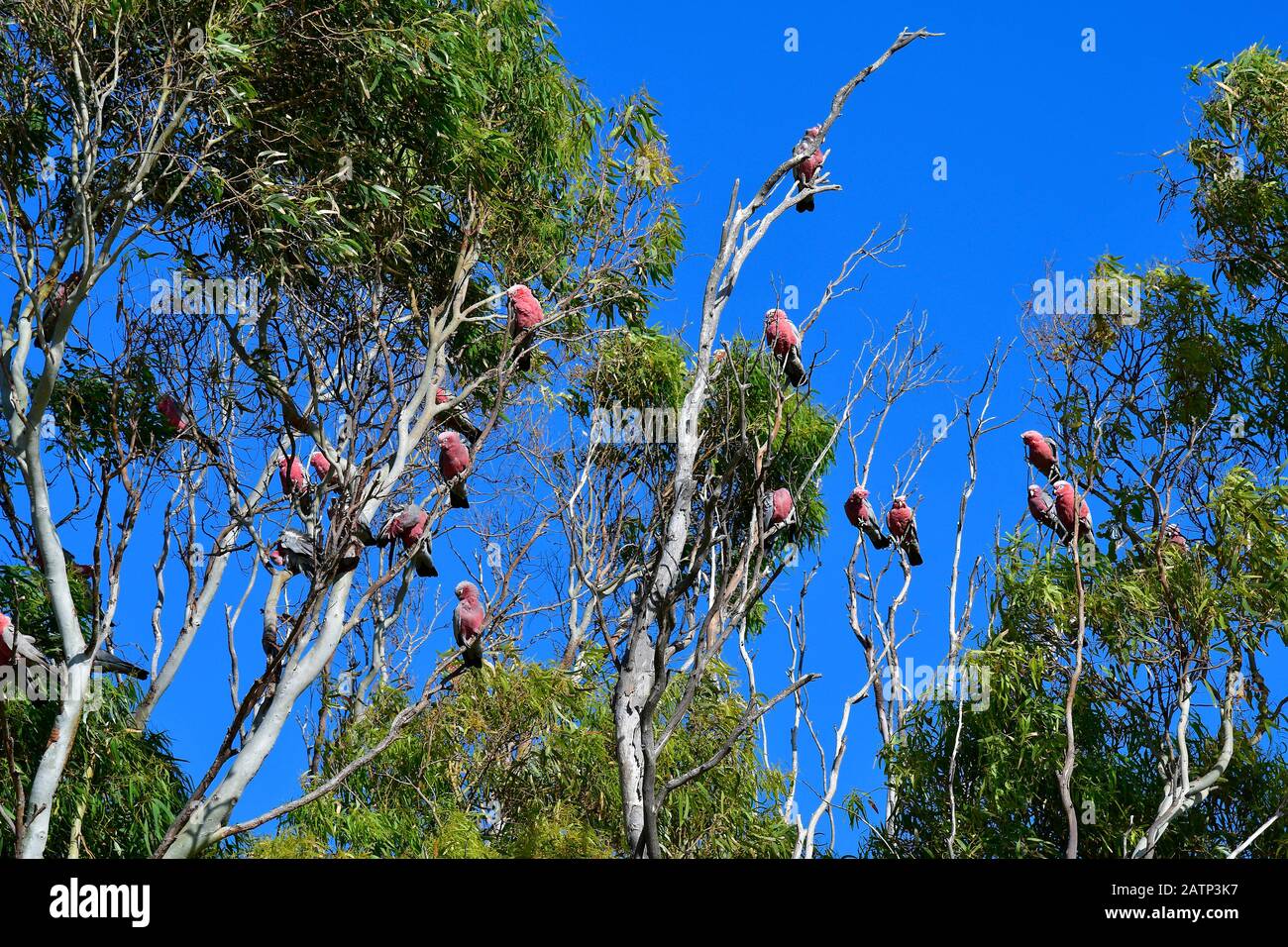 Australia, Kalbarri, flock of Galah cockatoos in eucalyptus tree Stock ...