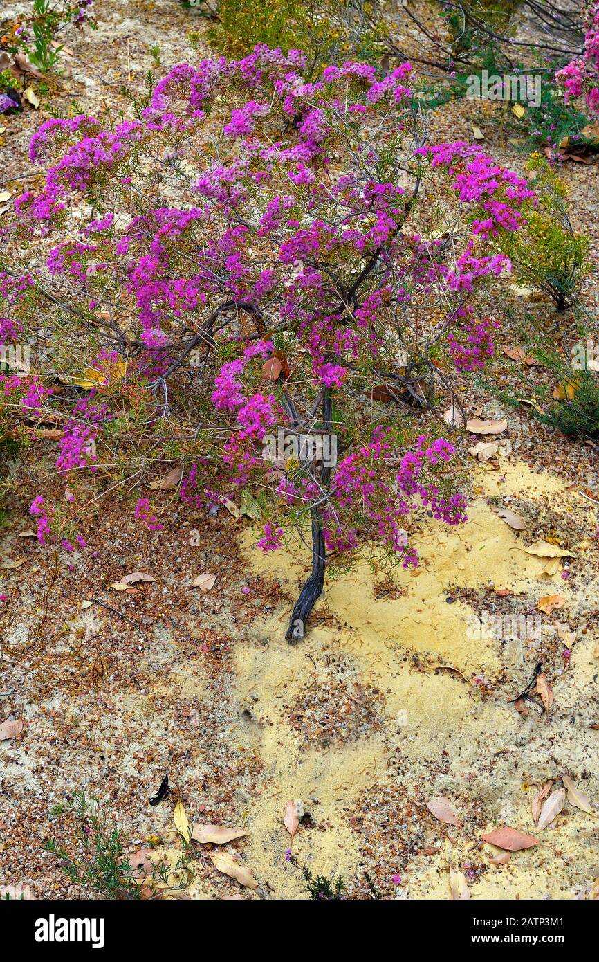 Australia, Perth, pink woolly featherflower in public Kings park Stock ...