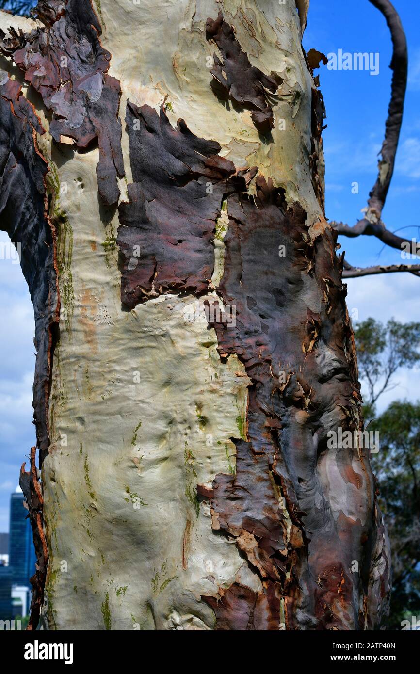 Eucalyptus trunk hi-res stock photography and images - Alamy