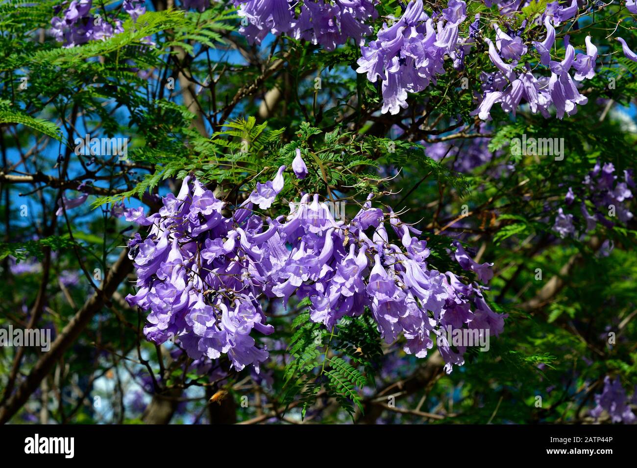 Australia, flowering jacaranda tree Stock Photo - Alamy