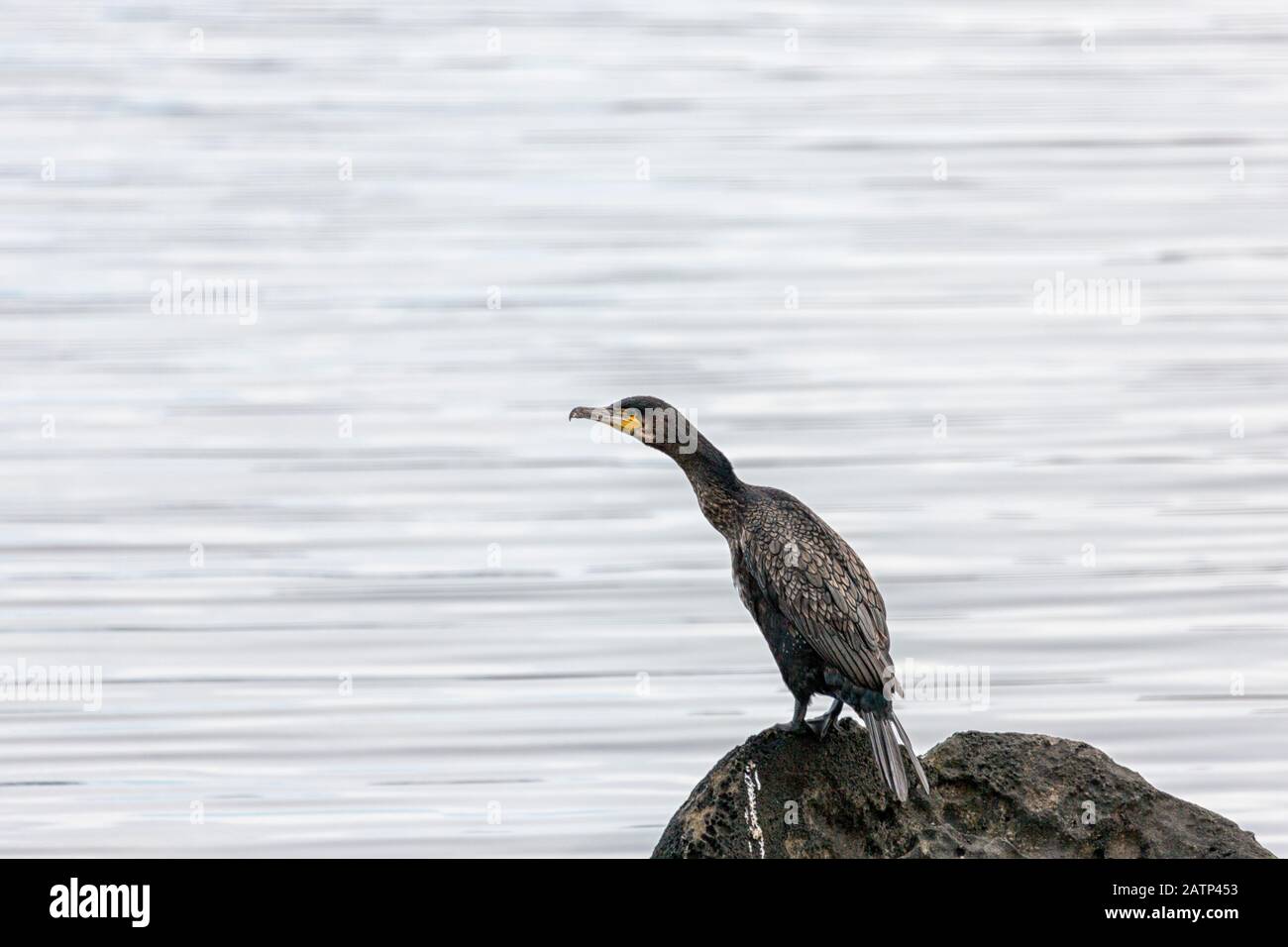 Comoran hi-res stock photography and images - Alamy