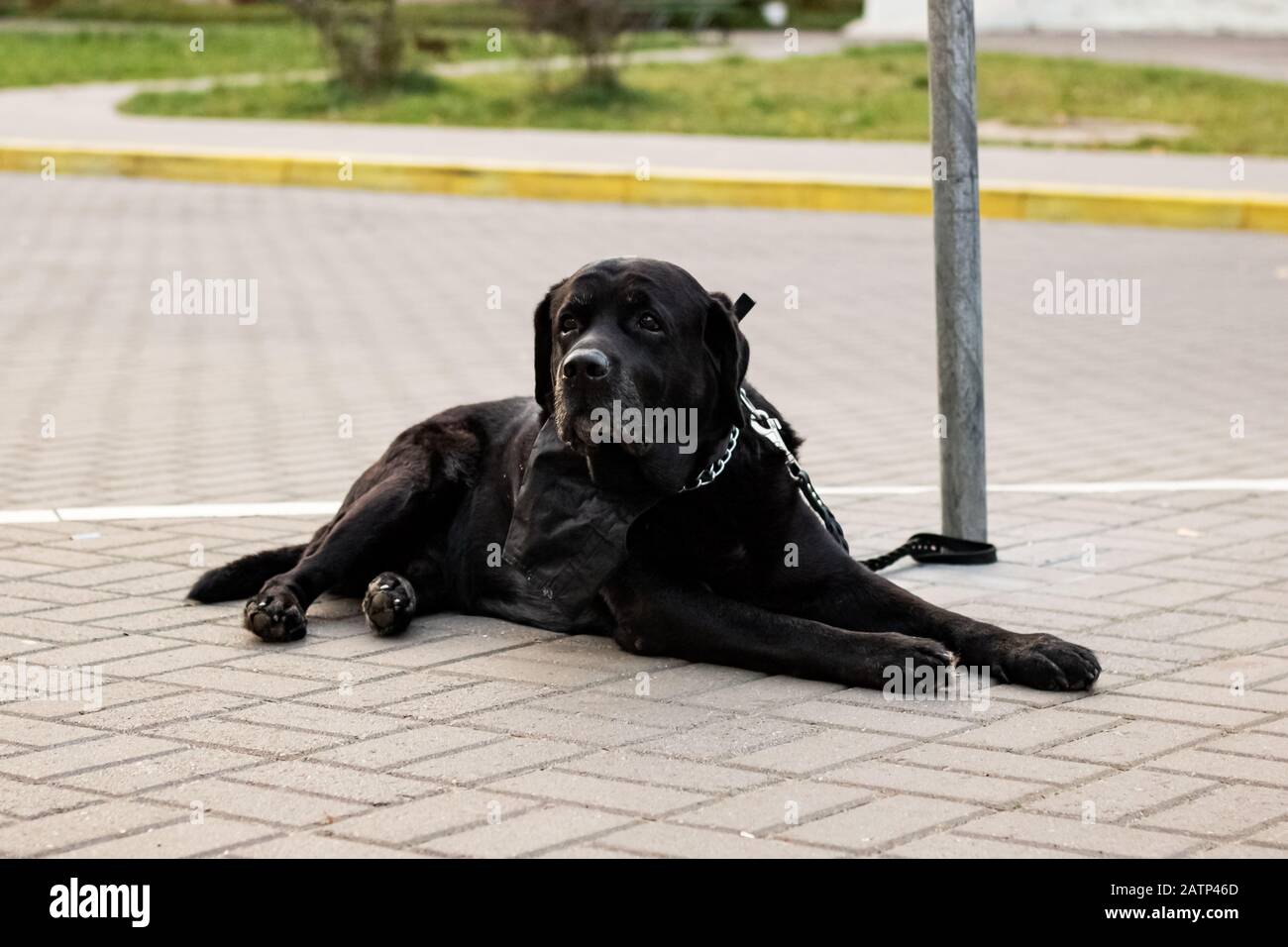 Black labrador is waiting on sidewalk at store Stock Photo - Alamy
