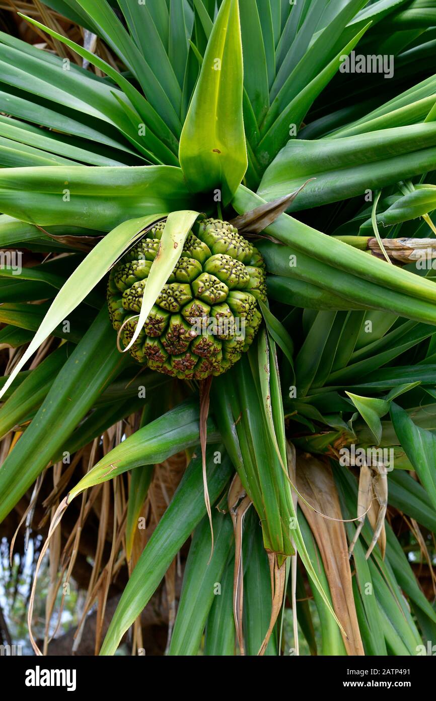 Australia, Pandanus aka Screw Palm Stock Photo - Alamy