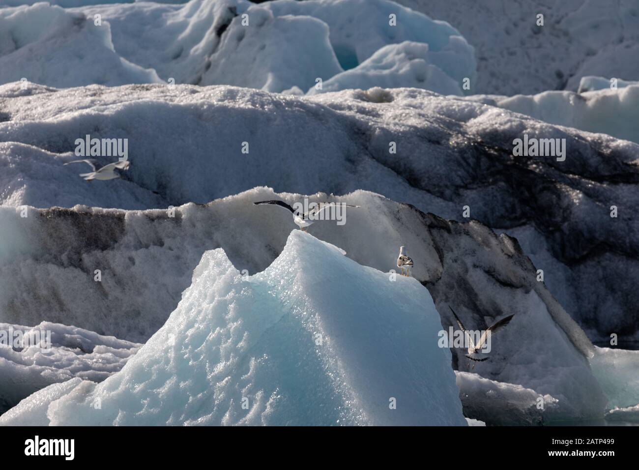 Birds on ice Stock Photo - Alamy