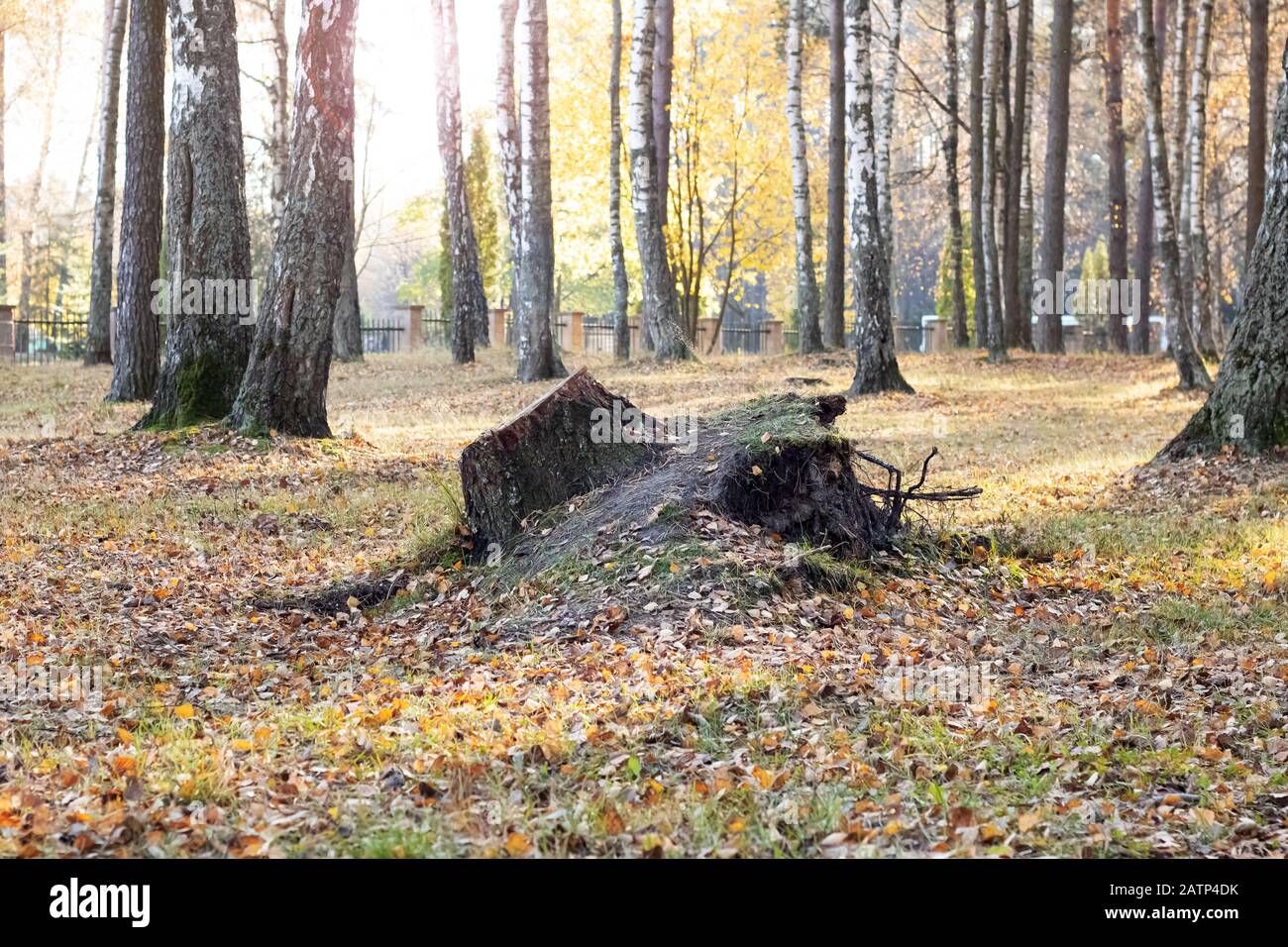 Big stump grove hi-res stock photography and images - Alamy