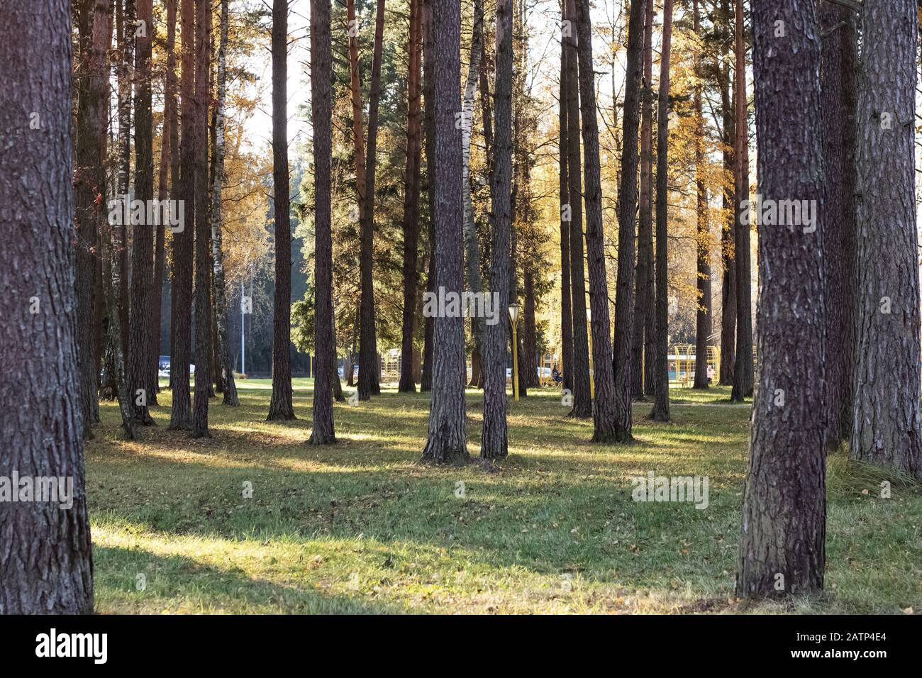 Tall huge stem hi-res stock photography and images - Alamy