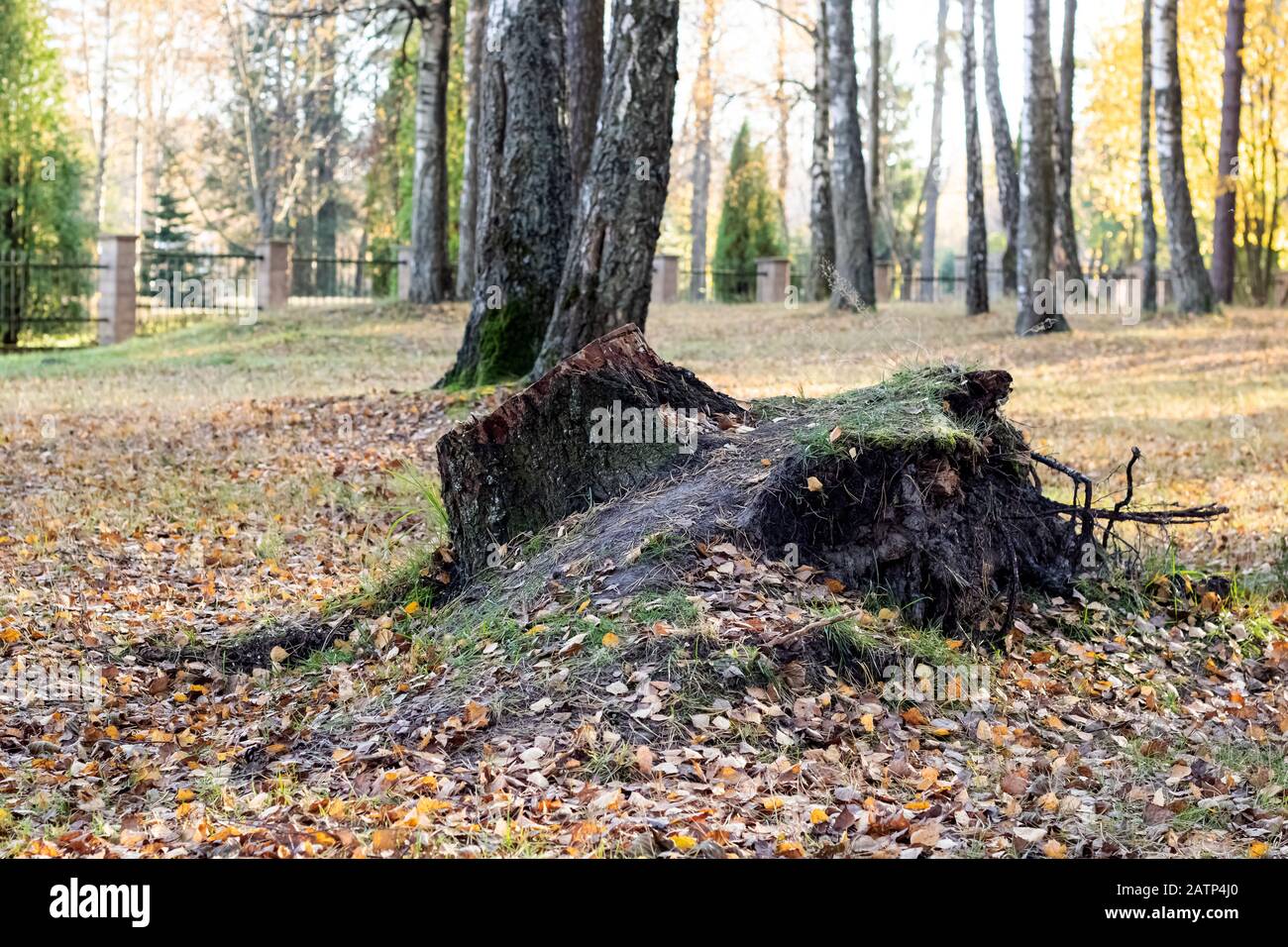 Big tree stump with roots in the park Stock Photo - Alamy