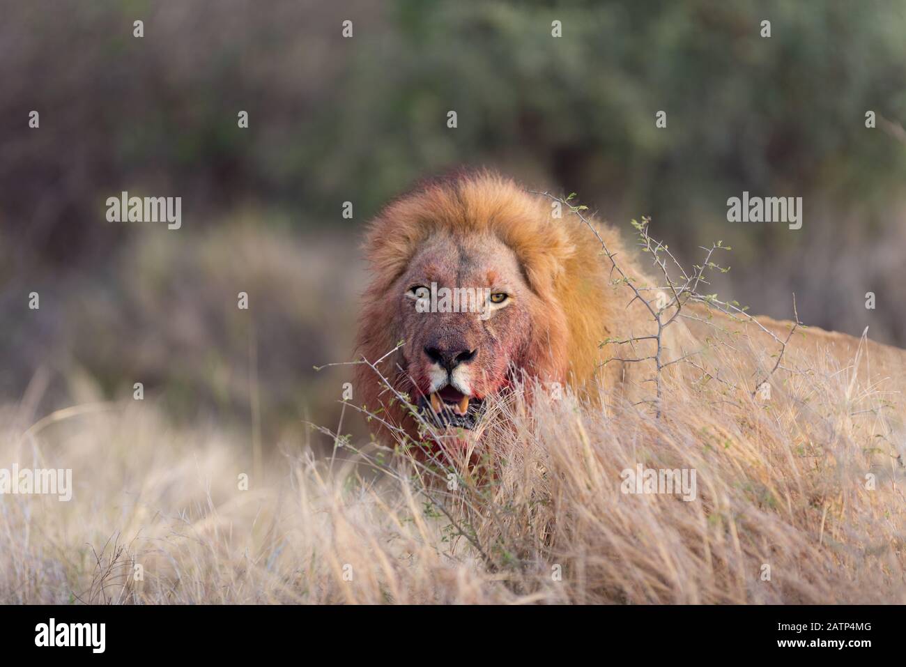 Lion With Bloody Face High Resolution Stock Photography and Images - Alamy