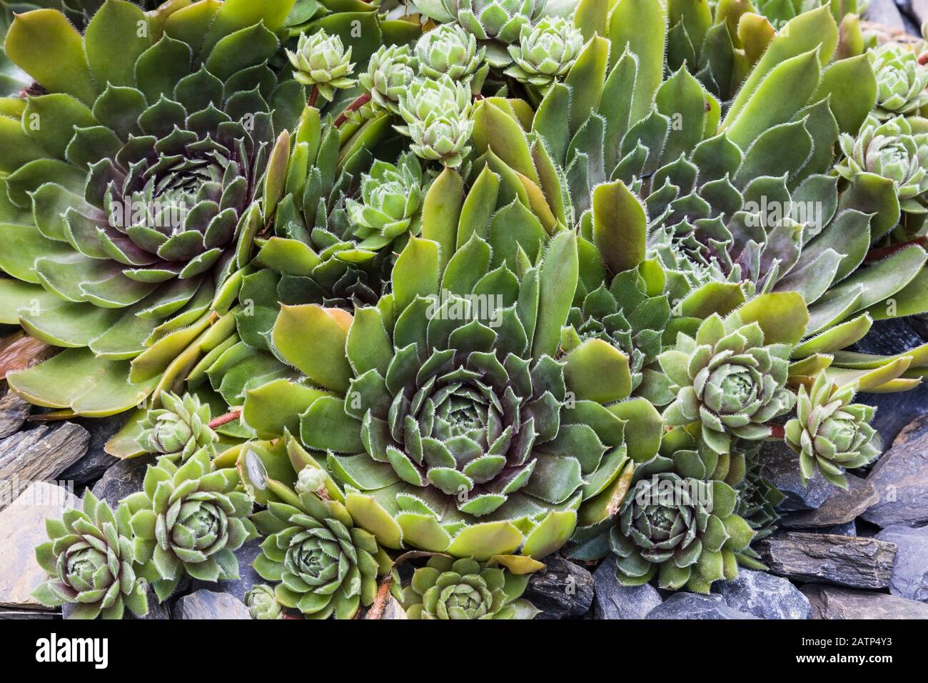 Stonecrops High Resolution Stock Photography and Images - Alamy