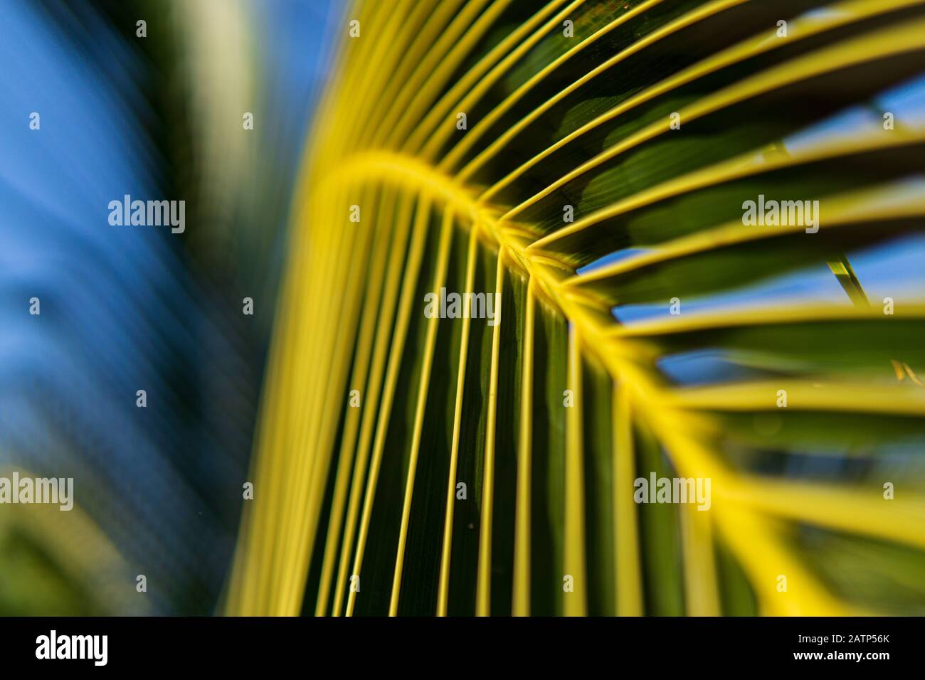 close up of coconut palm leaf, tropical trees concept Stock Photo - Alamy