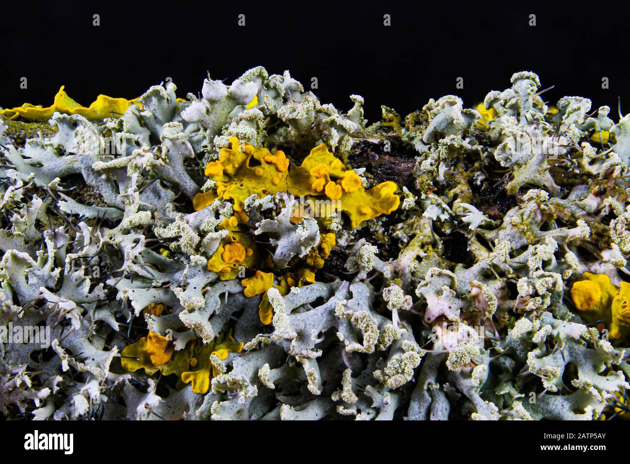 Macro of lichen for natural pattern background or wallpaper Stock Photo ...