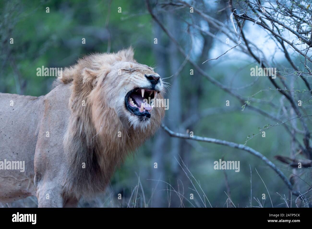 Fight or flight response animal hi-res stock photography and images - Alamy