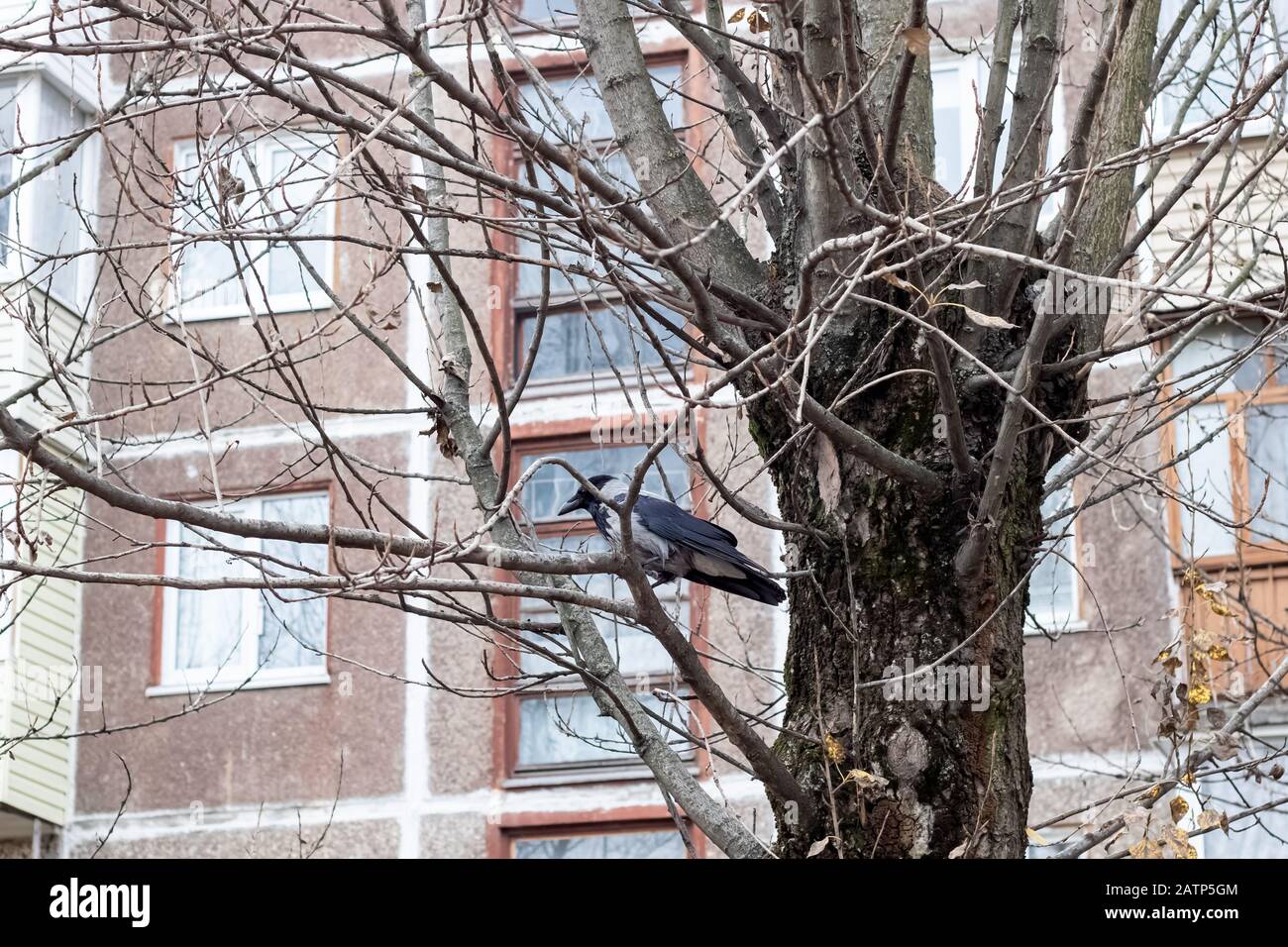 Crow on branch on windows background close up Stock Photo - Alamy