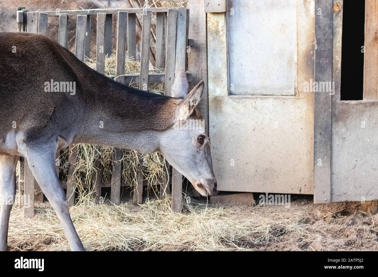 Gray deer head close up portrait on feeder background Stock Photo - Alamy
