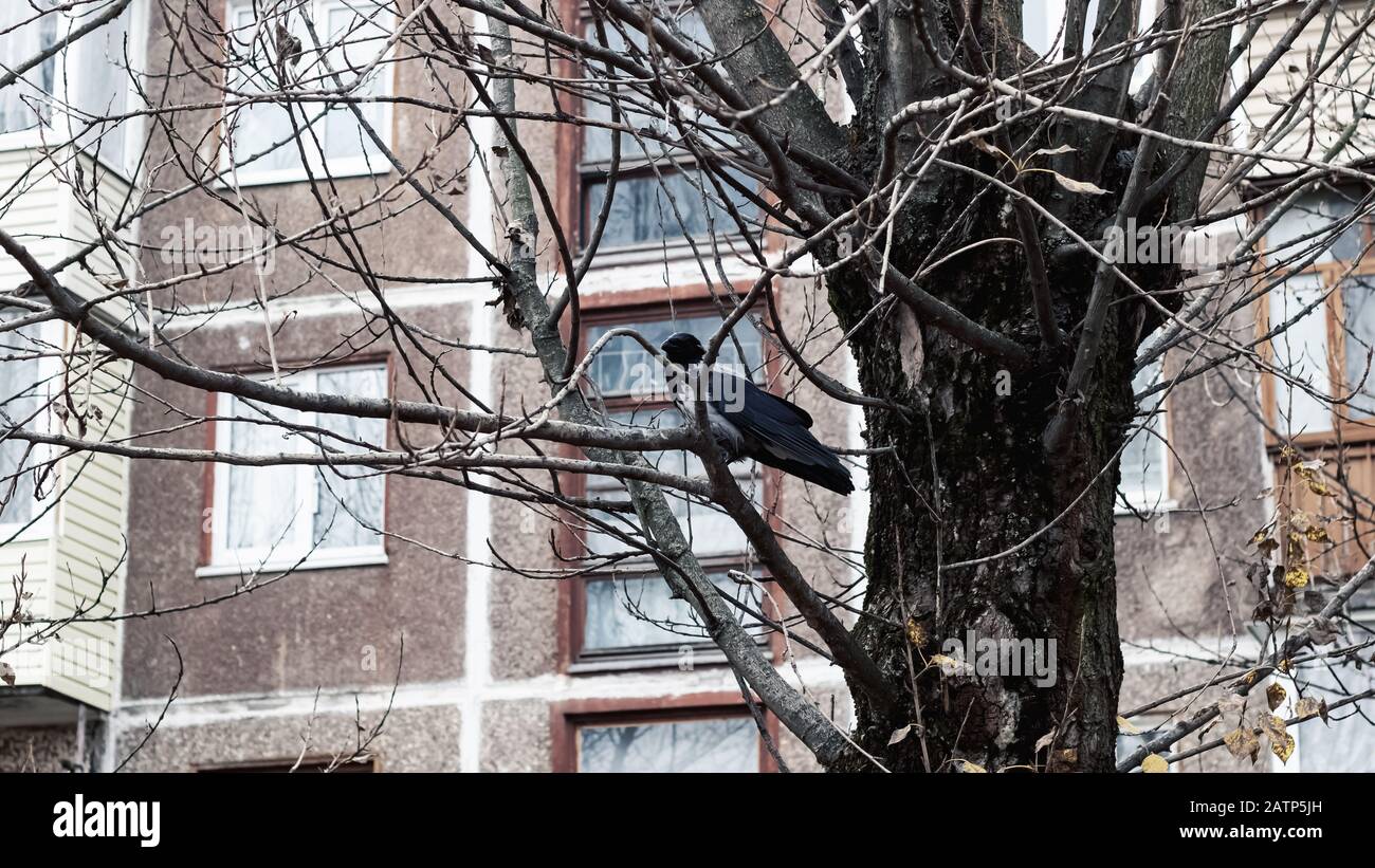 Crow on branch on windows background close up Stock Photo - Alamy