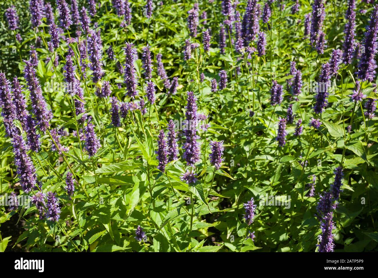 Purple Agastache 'Black Adder' - Giant hyssop flowers in border in ...