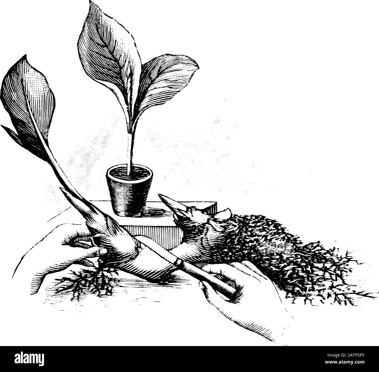 Rhizome plant Black and White Stock Photos & Images - Alamy