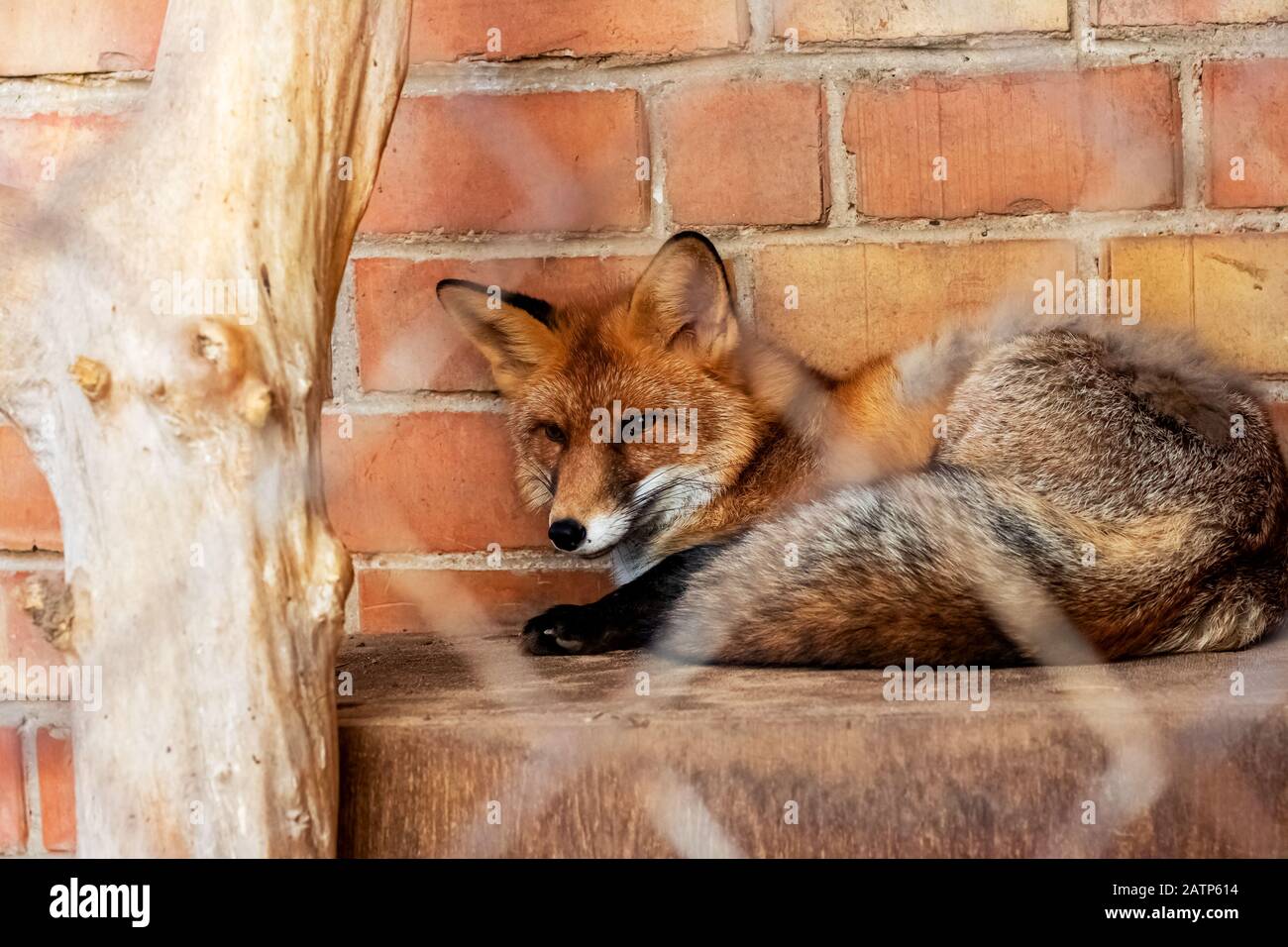 Red fox lies on brick wall background behind the mesh Stock Photo - Alamy