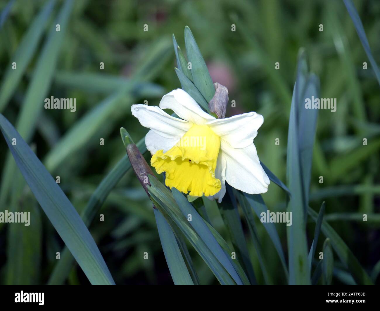 Common daffodil narcissus pseudonarcissus hi-res stock photography and ...