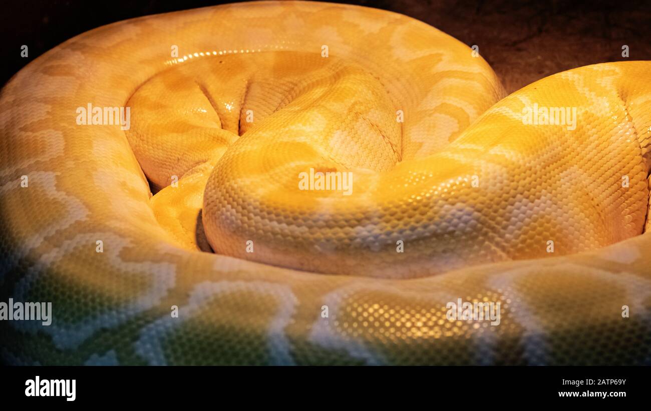 Yellow boa constrictor hi-res stock photography and images - Alamy