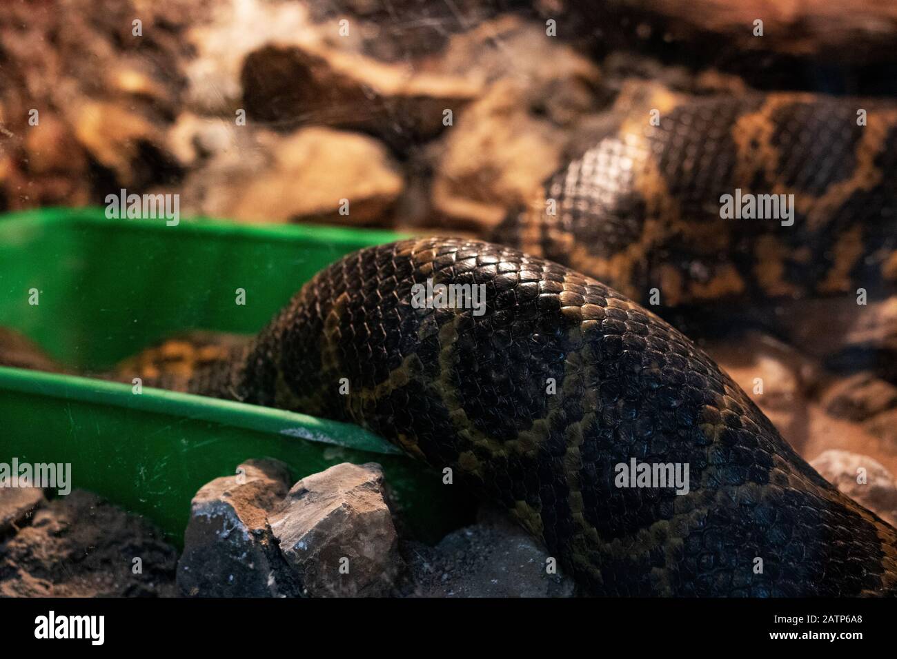 Brown Boa constrictor rings closeup in aquarium Stock Photo - Alamy