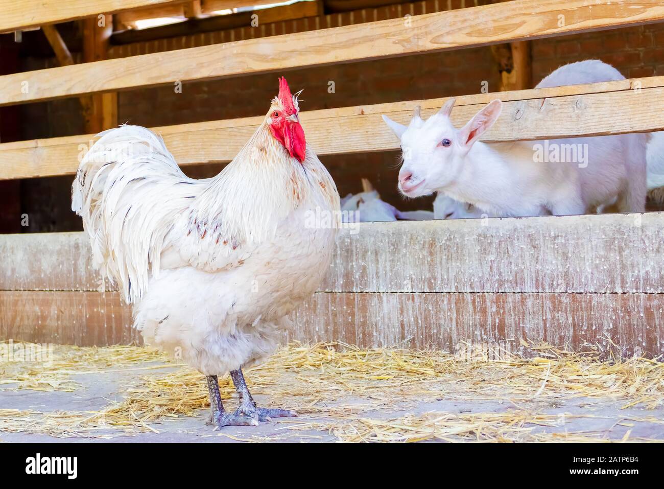 Goat farm chicken hi-res stock photography and images - Alamy