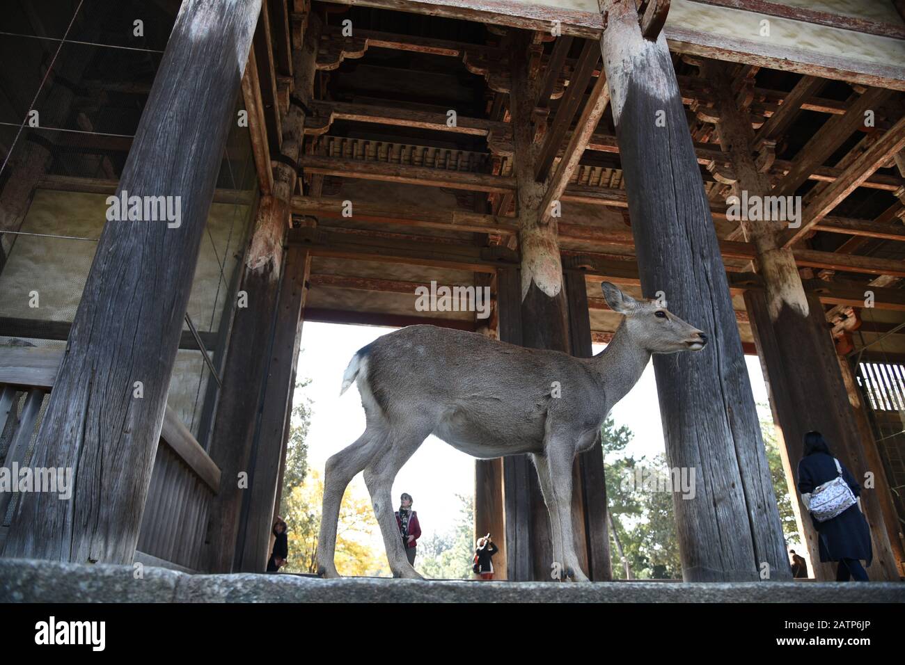 Wild animals in their environment hi-res stock photography and images ...