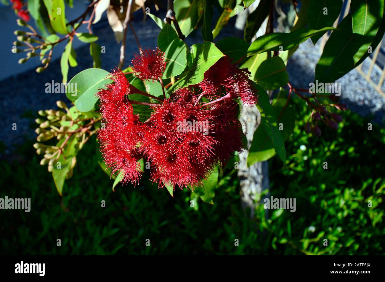 Australia, red flowering eucalyptus tree Stock Photo - Alamy