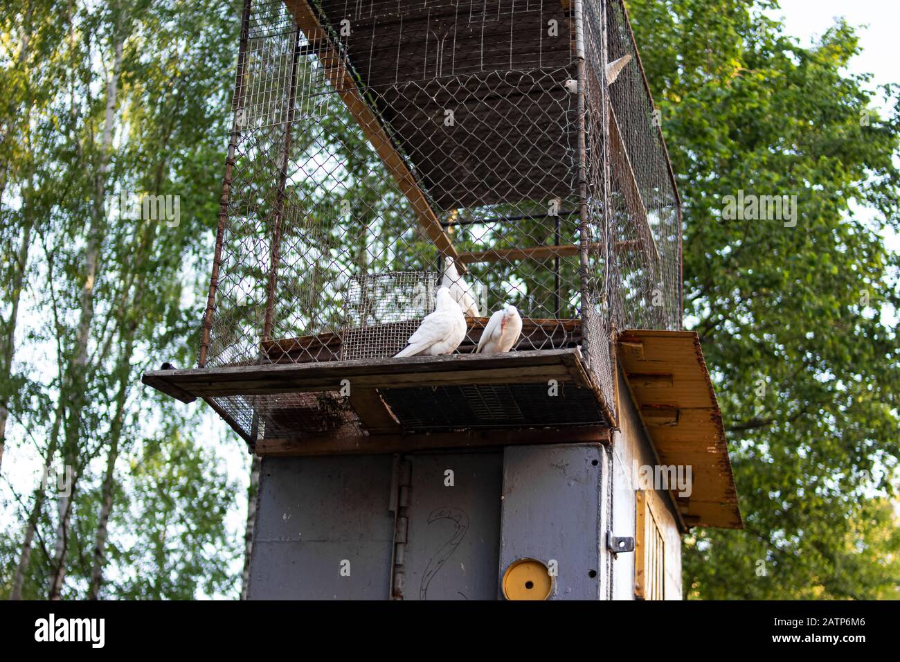 Pigeons in a cage hi-res stock photography and images - Alamy