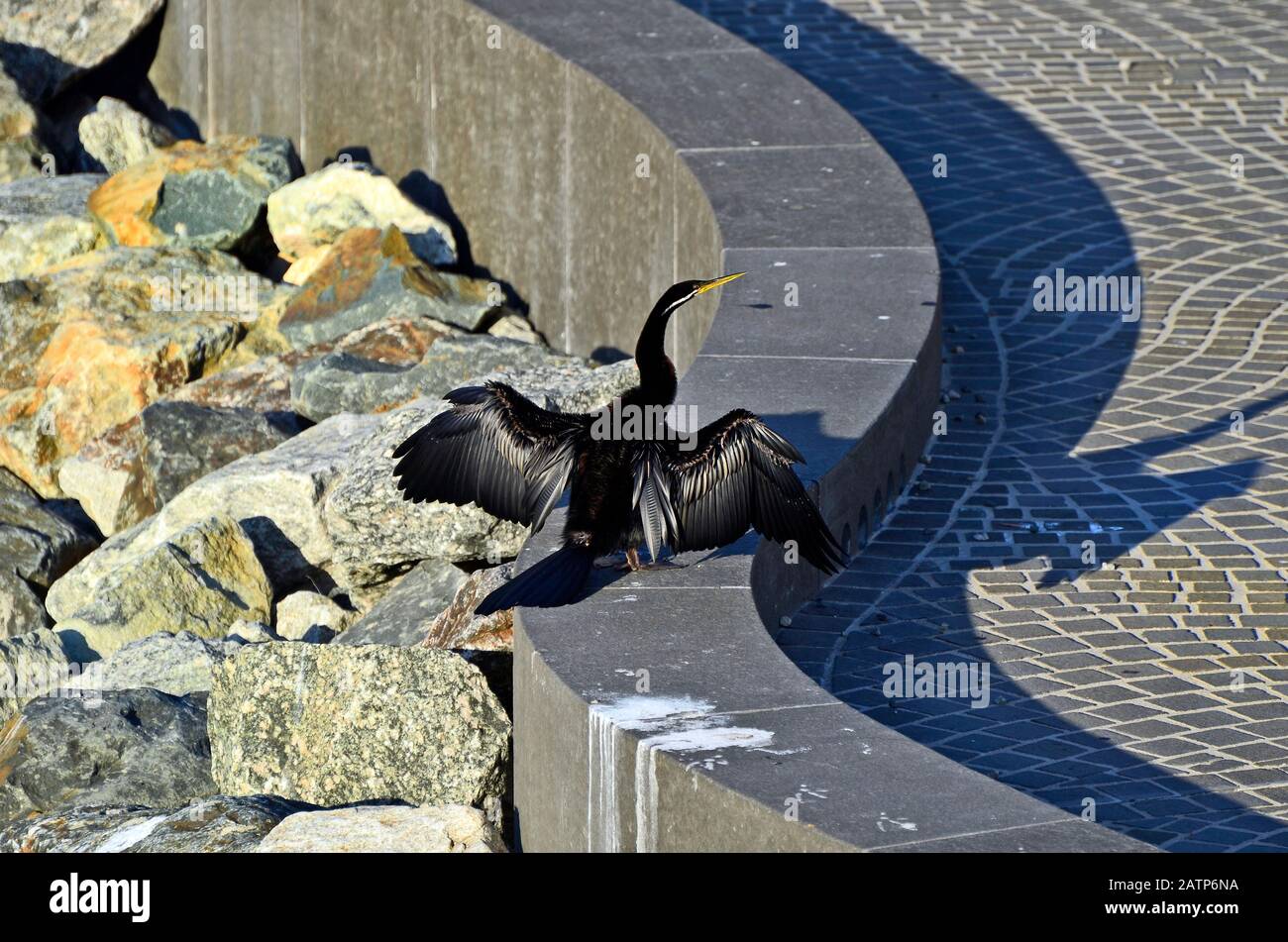 Australia, snake bird aka darter drying his wings Stock Photo - Alamy