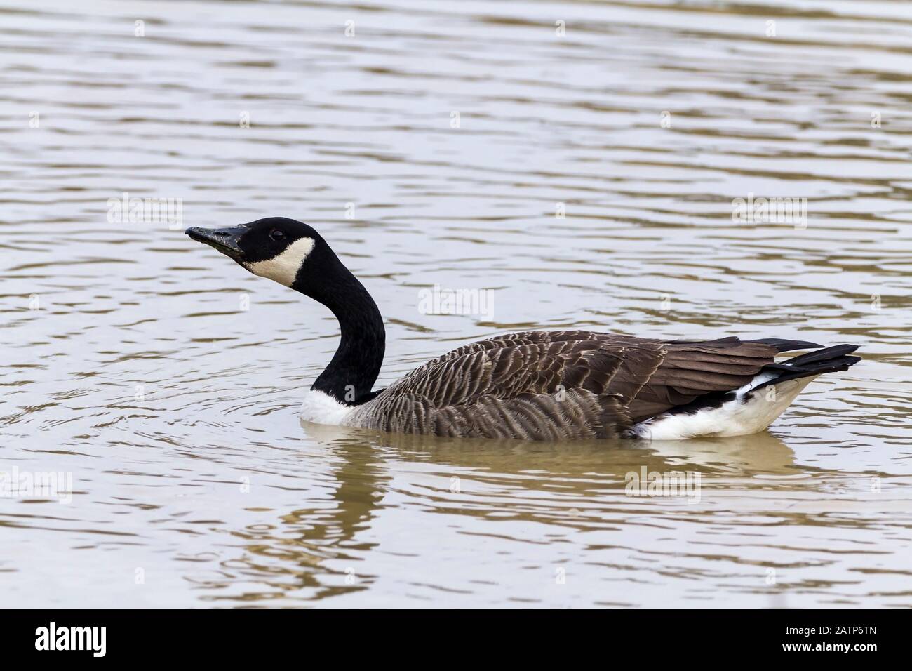 Black And White Goose High Resolution Stock Photography and Images - Alamy