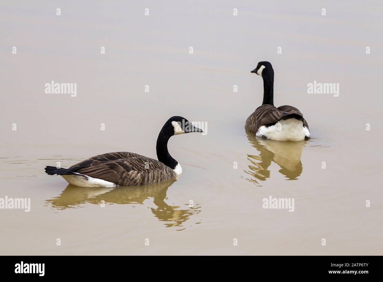 Long neck goose hi-res stock photography and images - Alamy