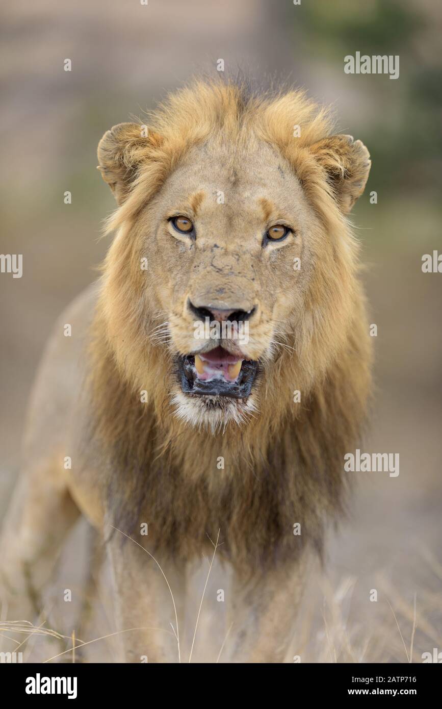 Male lion portrait Stock Photo - Alamy