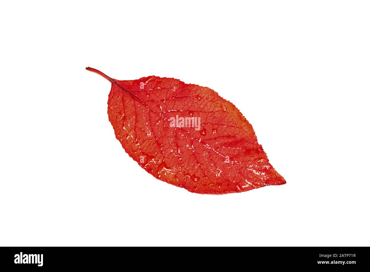 Red yellow leaf of tree with water drops isolated on white background ...
