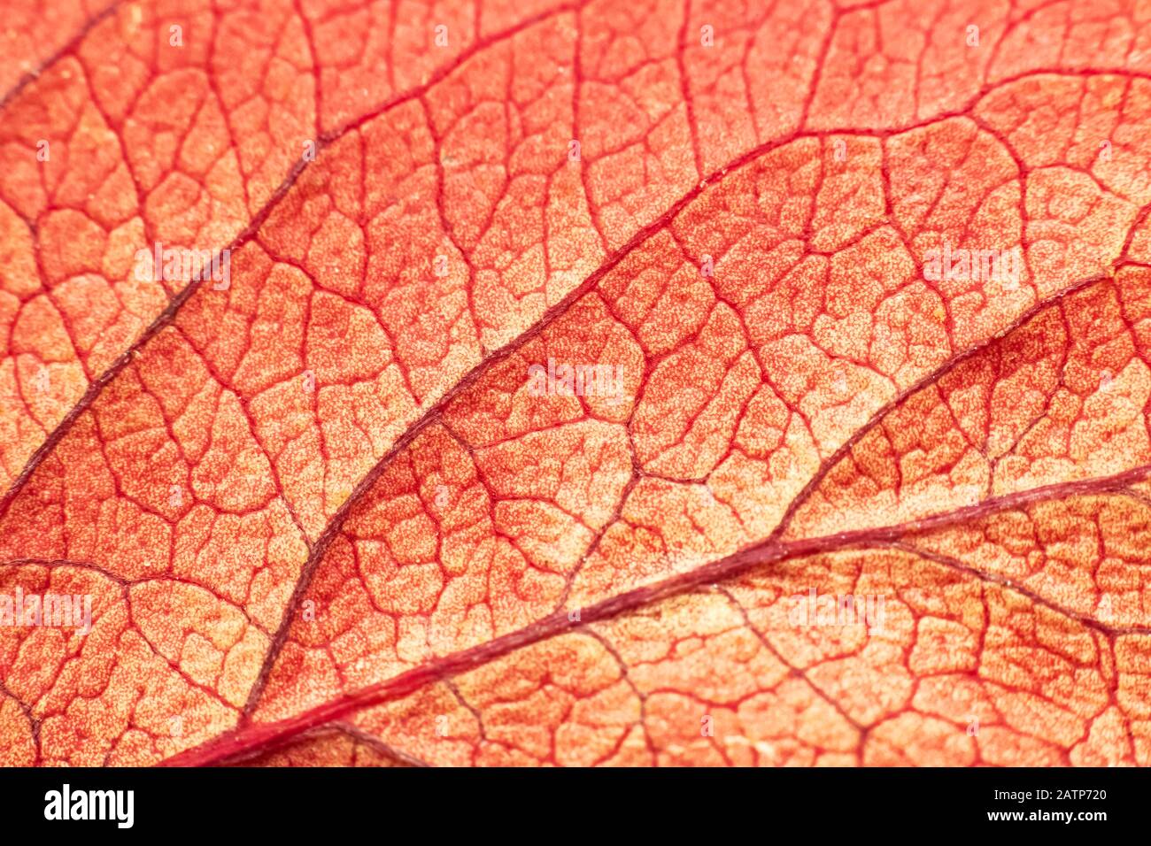 Veins on a red-yellow leaf from a tree Stock Photo - Alamy