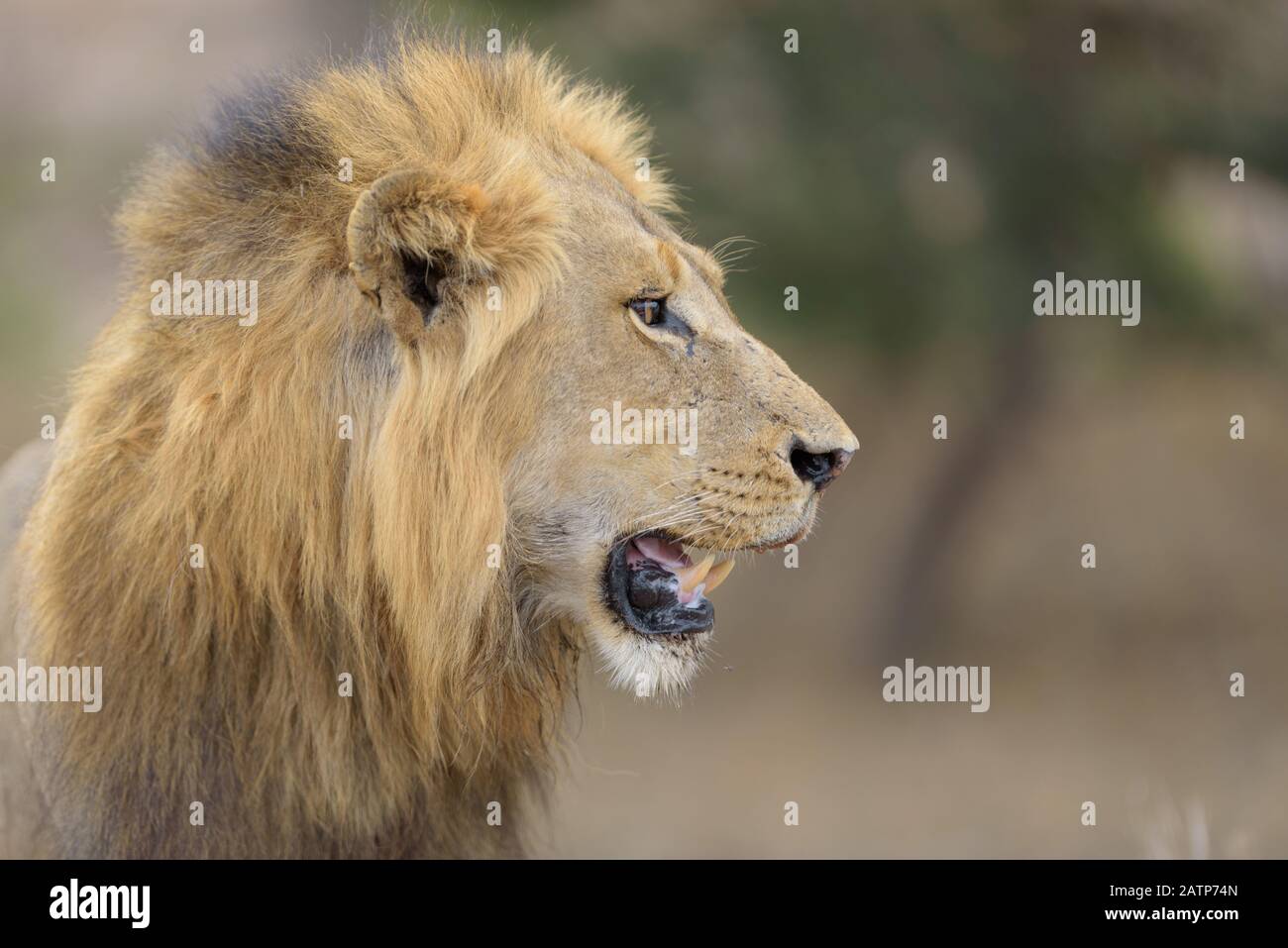 Big male lion beautiful mane hi-res stock photography and images - Alamy