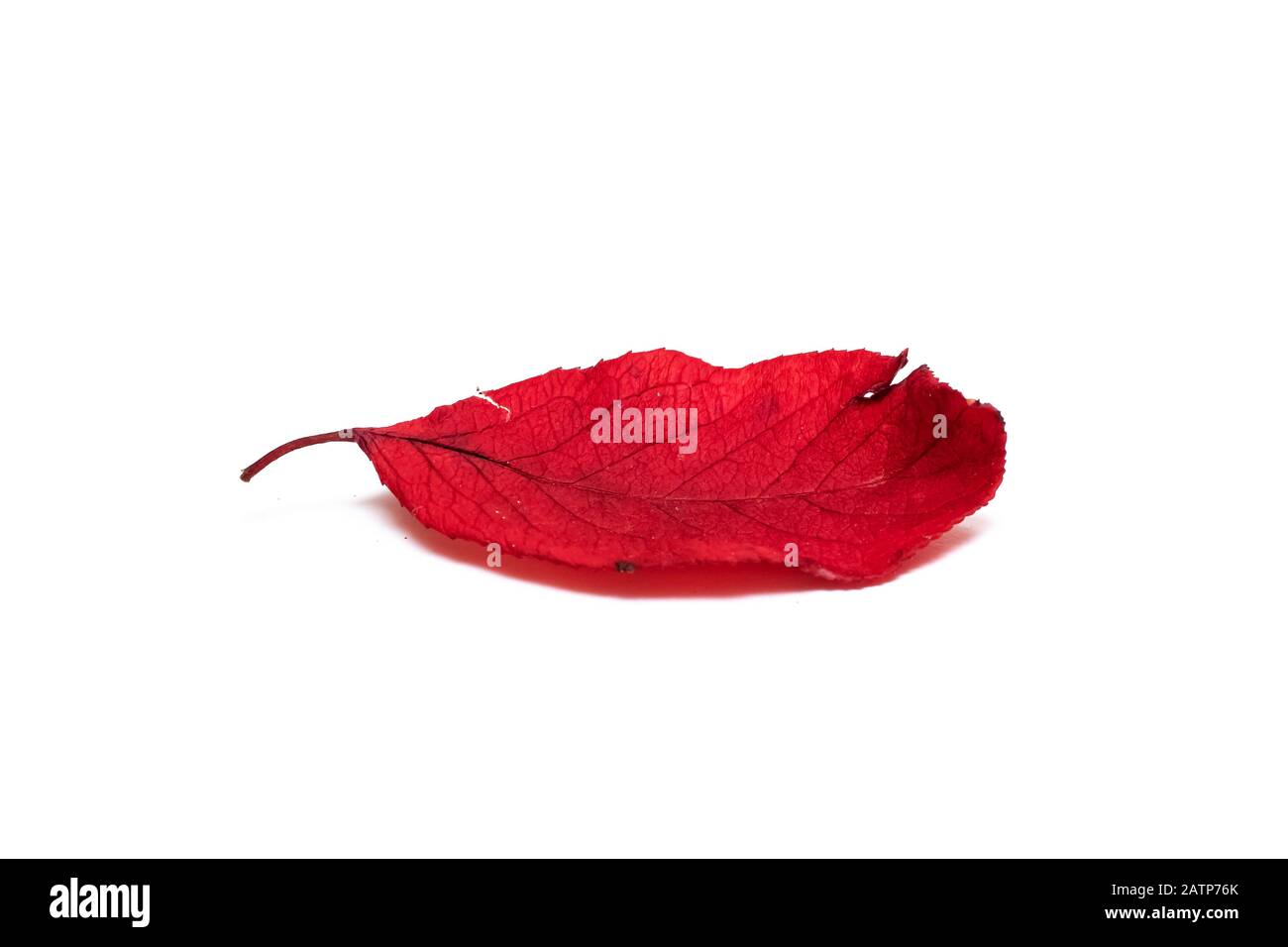 Dry red leaf of tree isolated on white background Stock Photo - Alamy