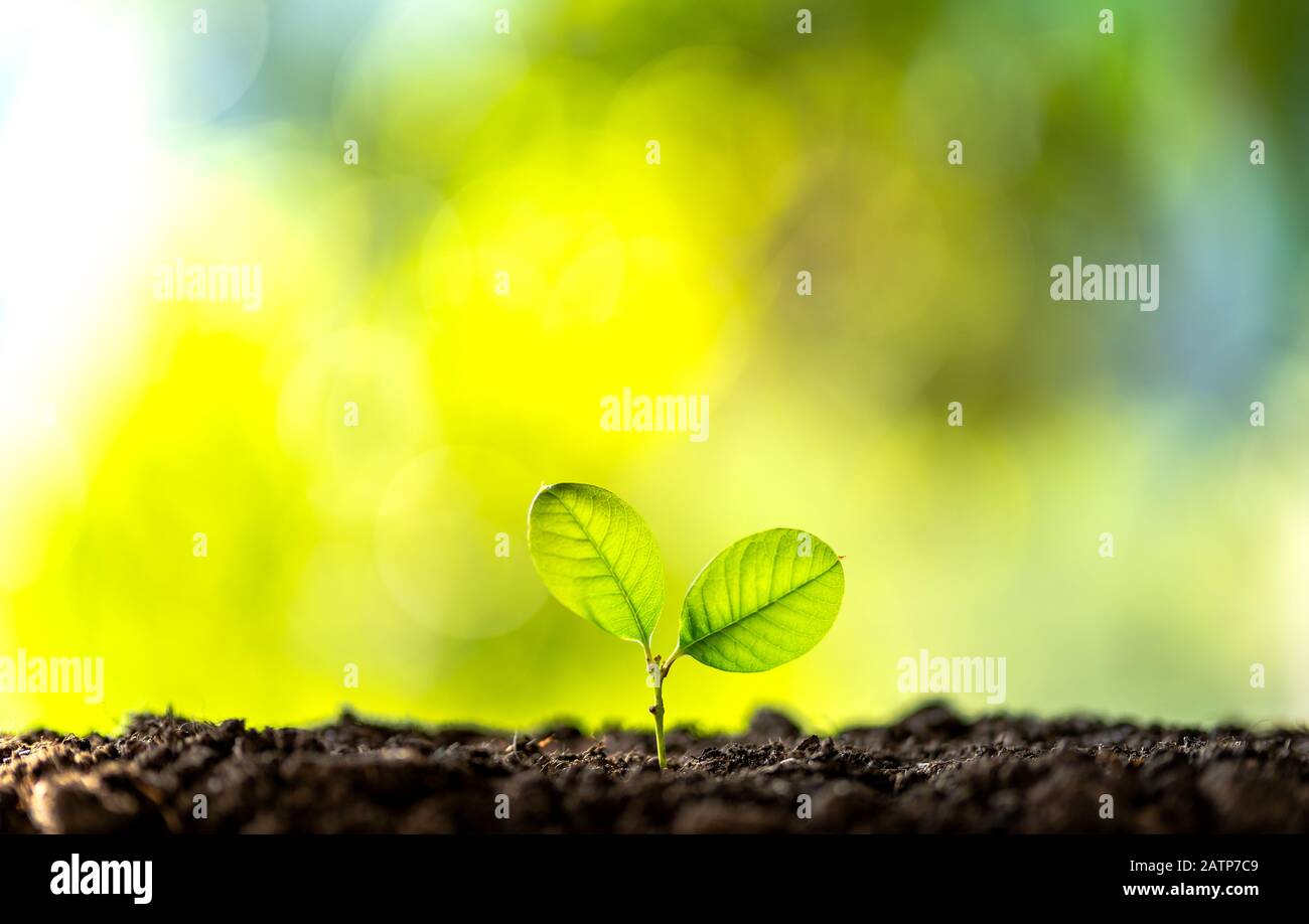 Small tree on the ground, nature background Stock Photo - Alamy