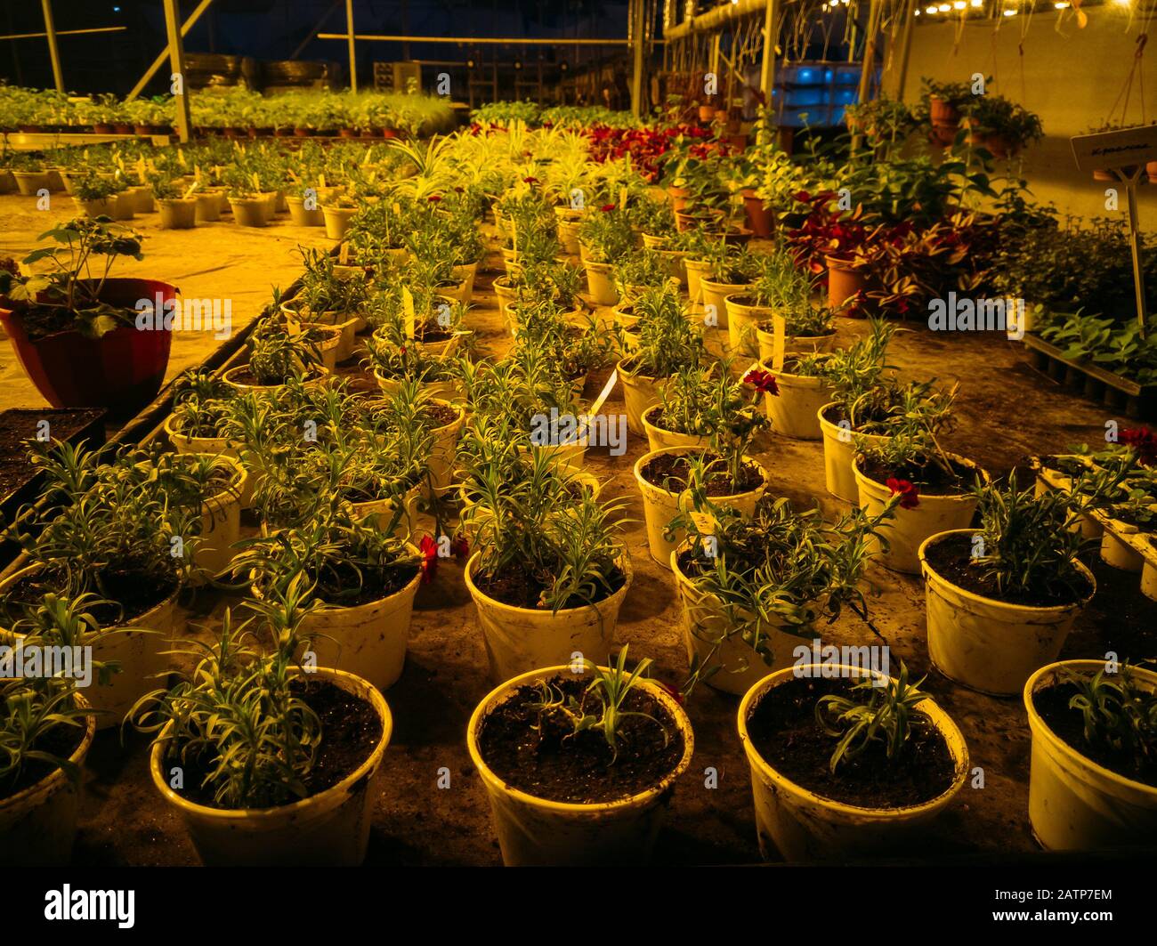 Carnation greenhouse hi-res stock photography and images - Alamy