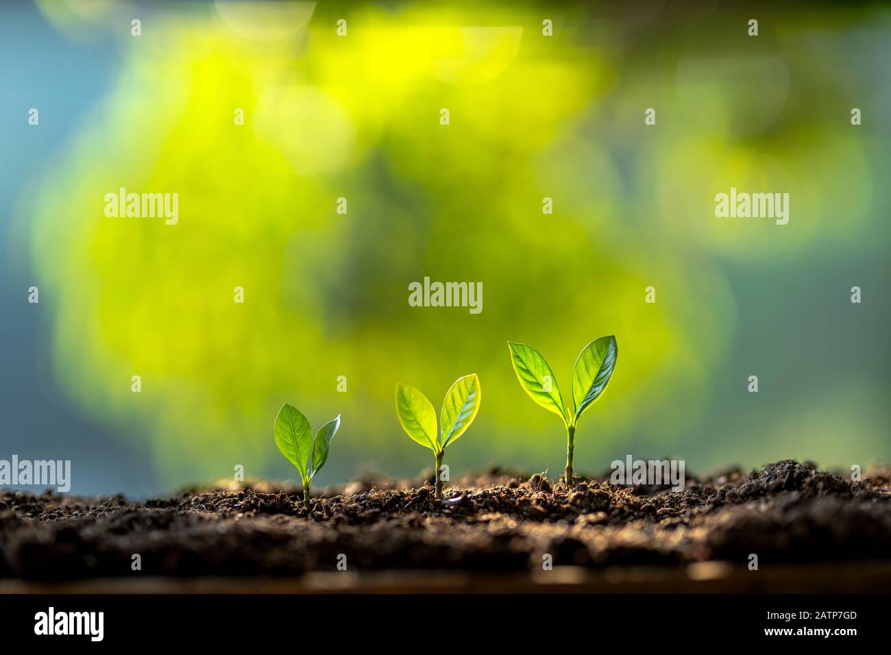 Growing trees arranged on the ground Stock Photo - Alamy