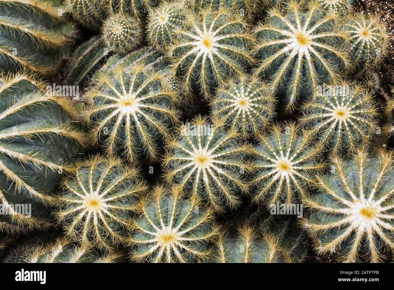 Top view of Parodia Notocactus magnifica - Cactus plants growing in a ...