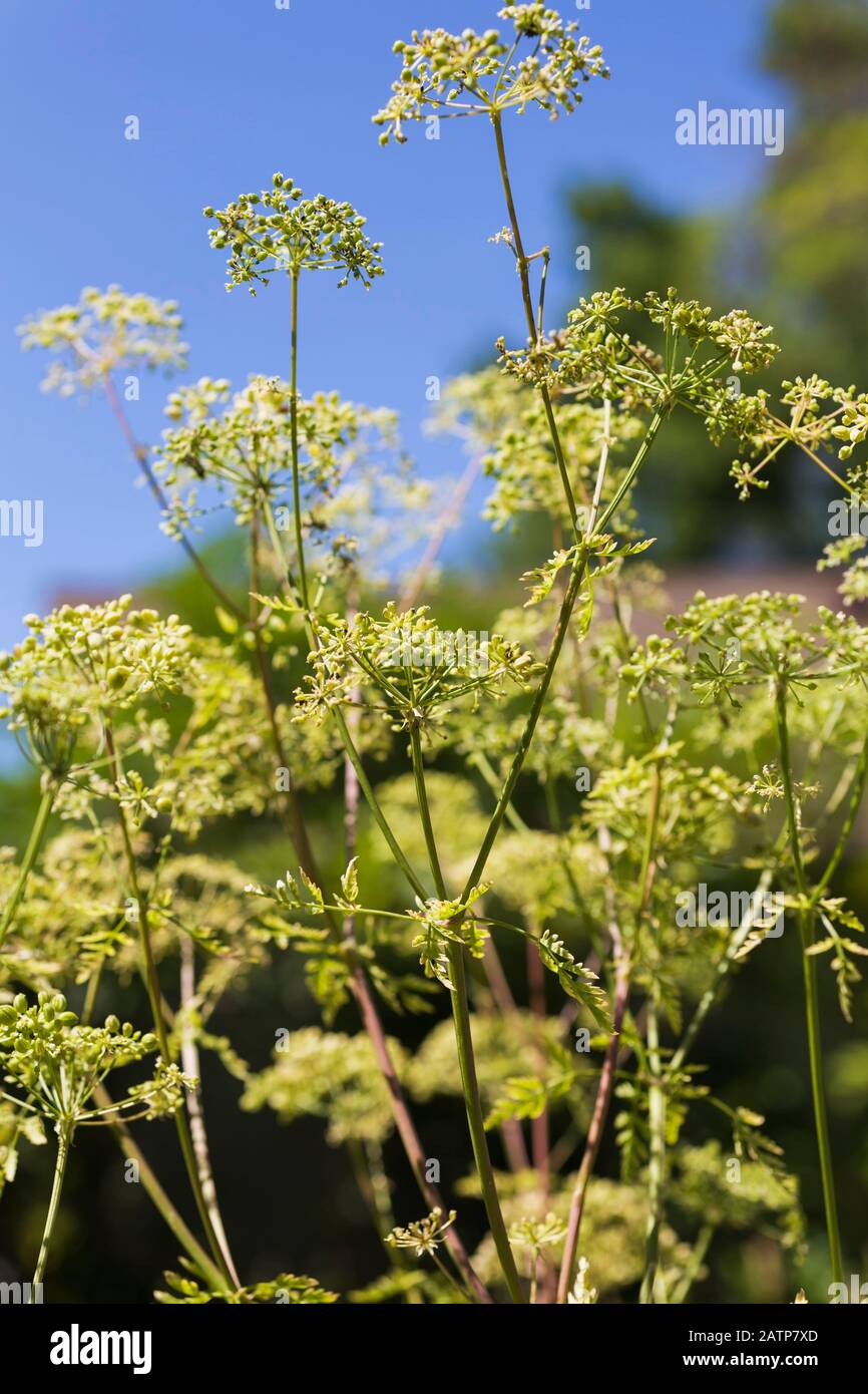 Hemlock plant hi-res stock photography and images - Alamy