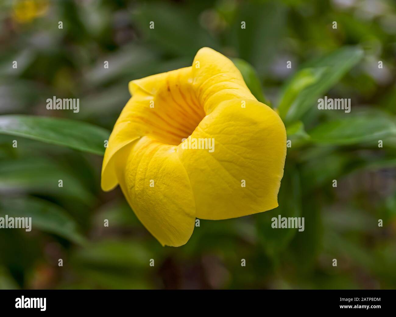 Stella flower hi-res stock photography and images - Alamy