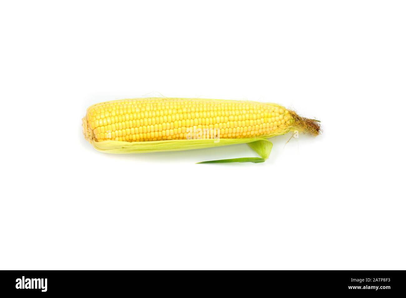 Fresh Single ear of corn isolated on white background. Top view as ...