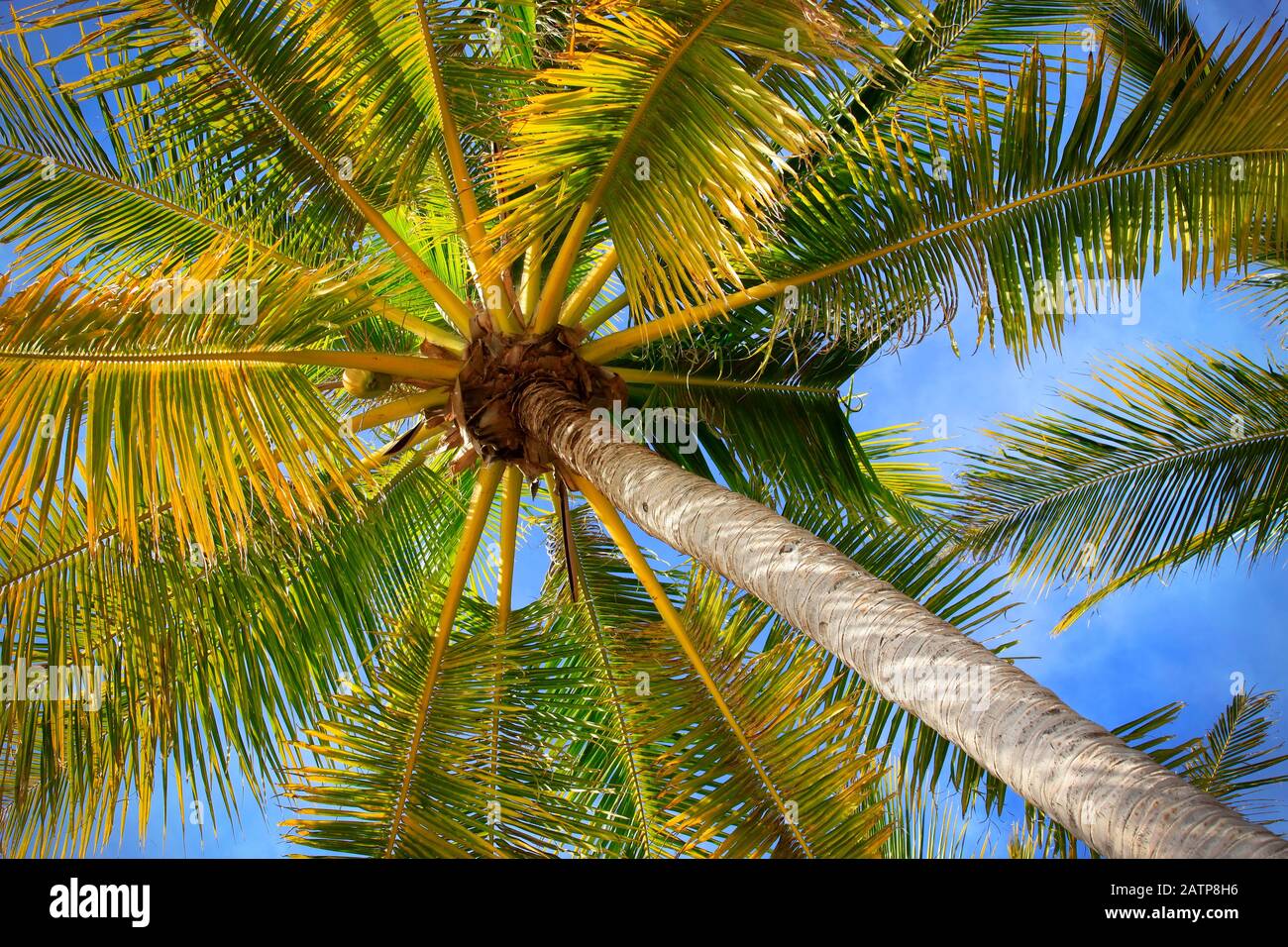 Tree of a coco the bottom view Stock Photo - Alamy