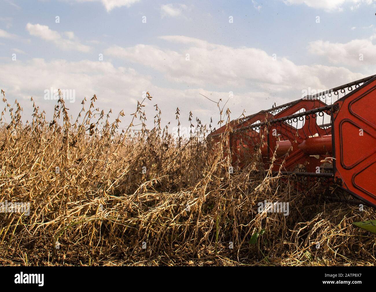Combine harvester working in a soybean field Stock Photo - Alamy