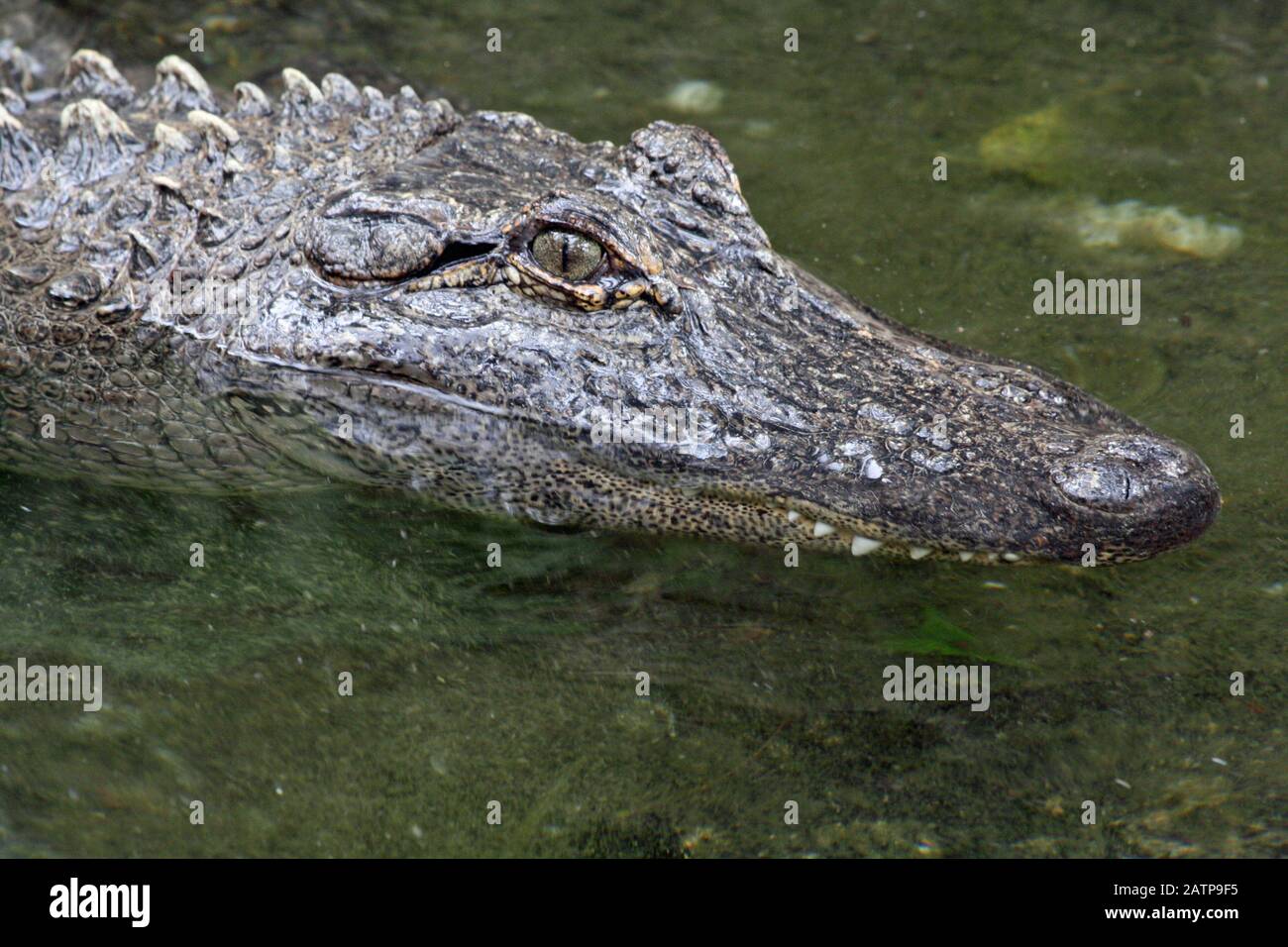 Mississippi alligator hi-res stock photography and images - Alamy